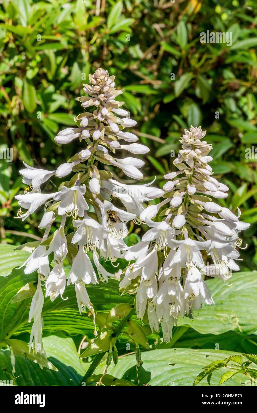 Hosta sieboldiana 'Elegans' Stock Photo - Alamy