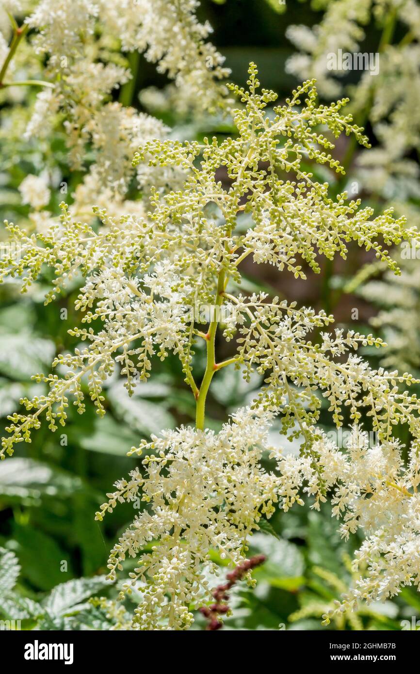 Astilbe japonica 'Washington' Stock Photo - Alamy