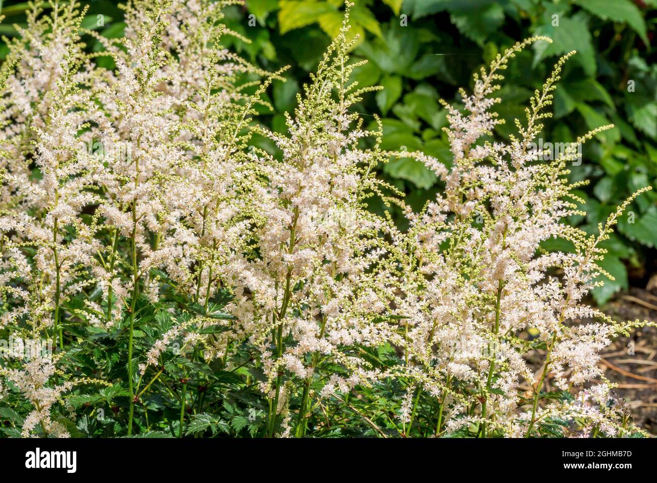 Astilbe simplicifolia 'Darwin's Snow Sprite' Stock Photo - Alamy