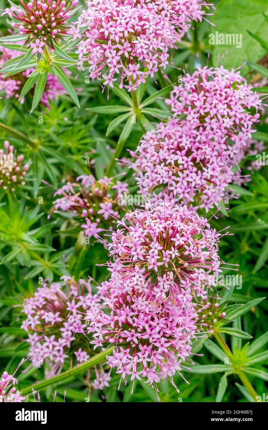 Phuopsis stylosa hi-res stock photography and images - Alamy