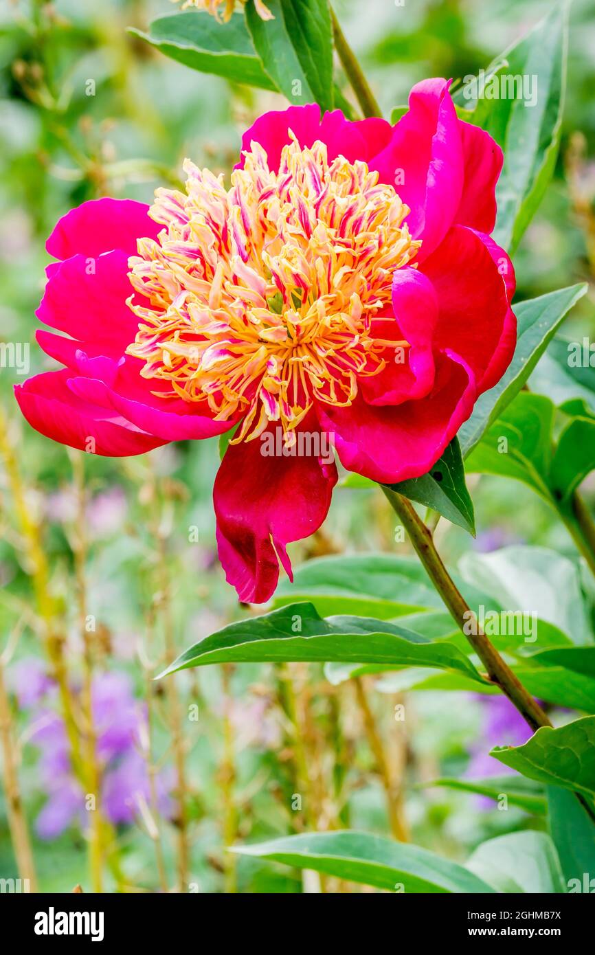 Peony 'Sword Dance' in bloom in a garden Stock Photo - Alamy