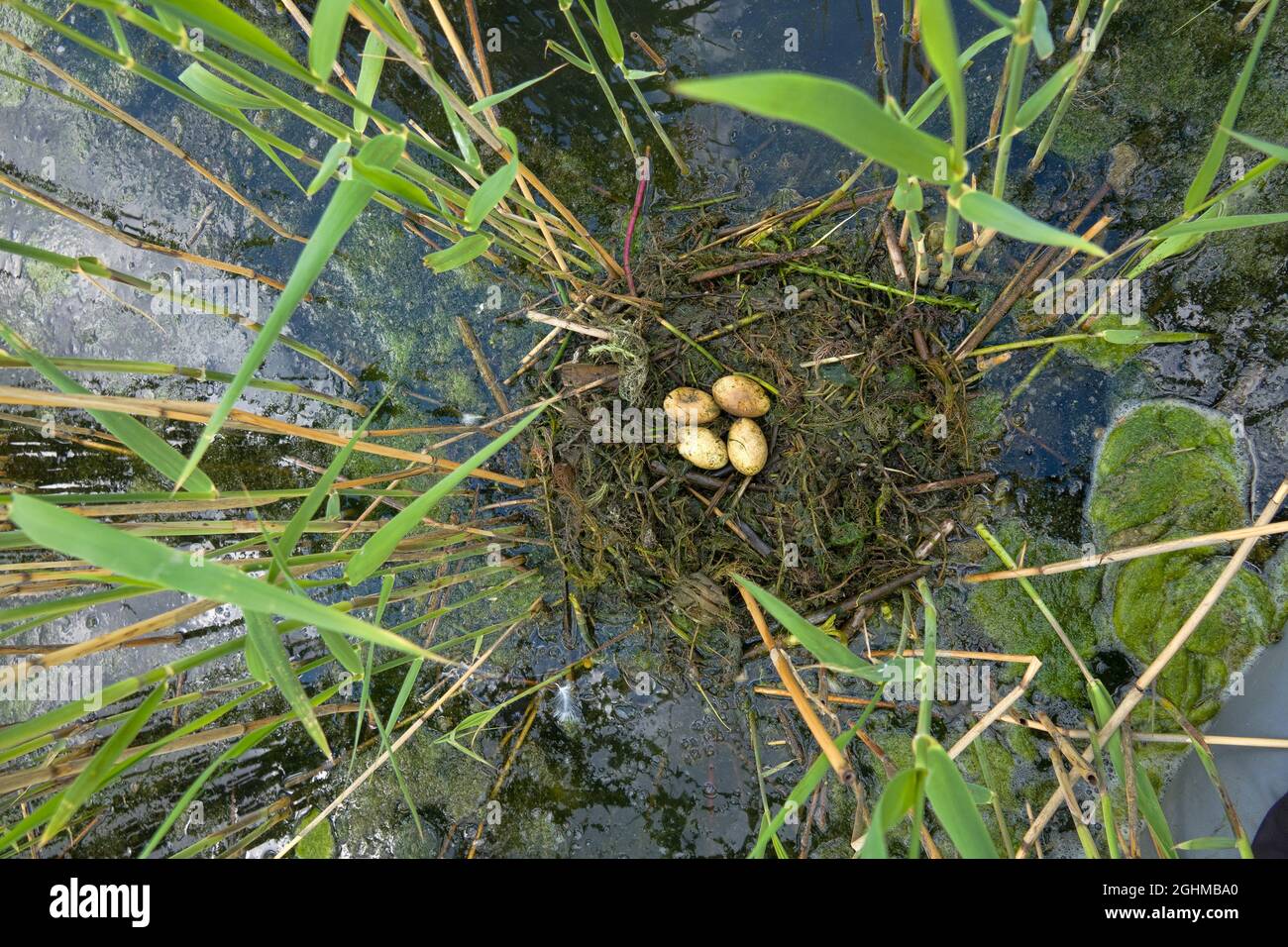 Bird's Nest Guide. Nidology. Slavonian grebe (Podiceps auritus ...