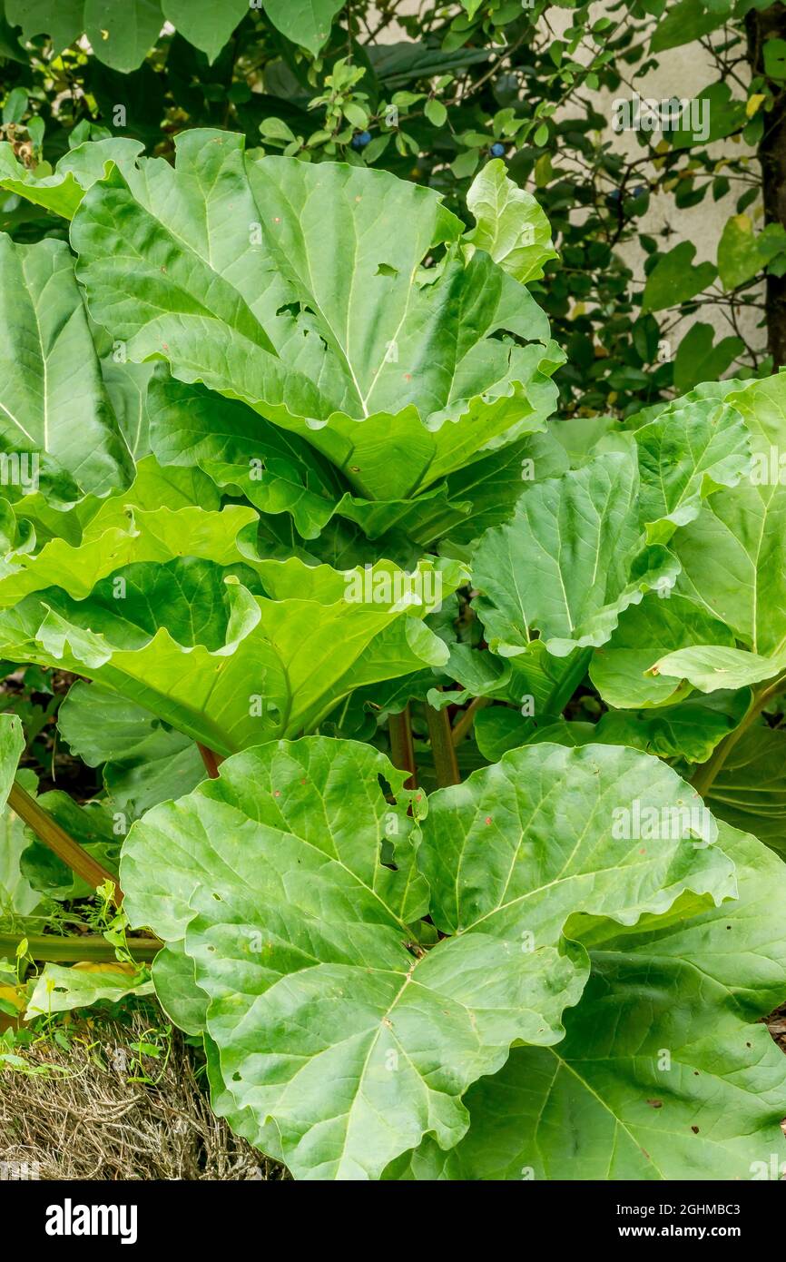 Rhubarb rheum rhaponticum hi-res stock photography and images - Alamy