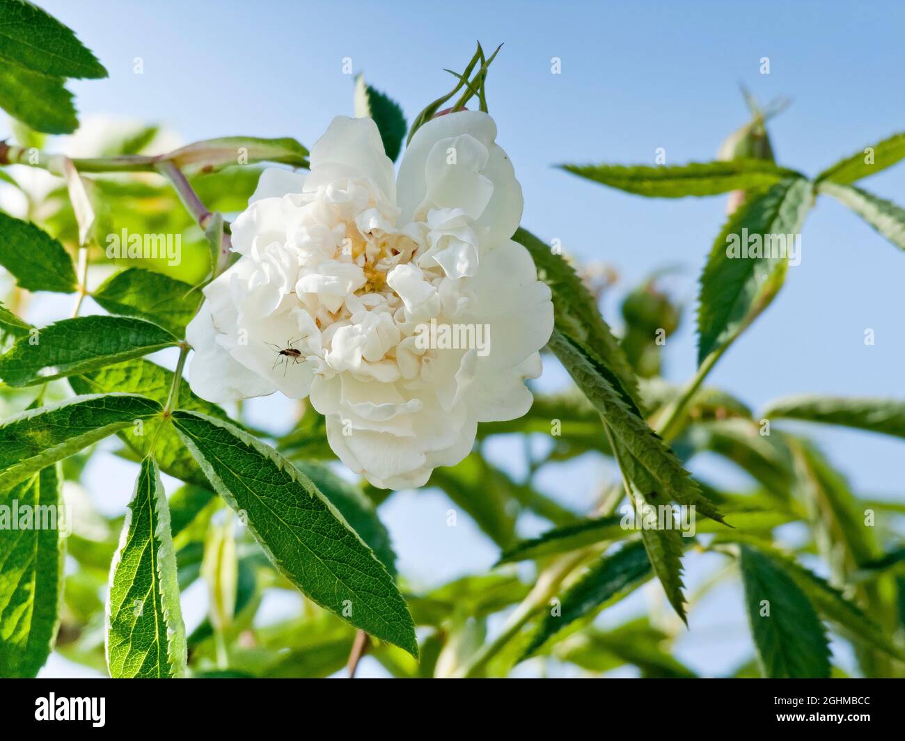 Rosa alba hi-res stock photography and images - Alamy