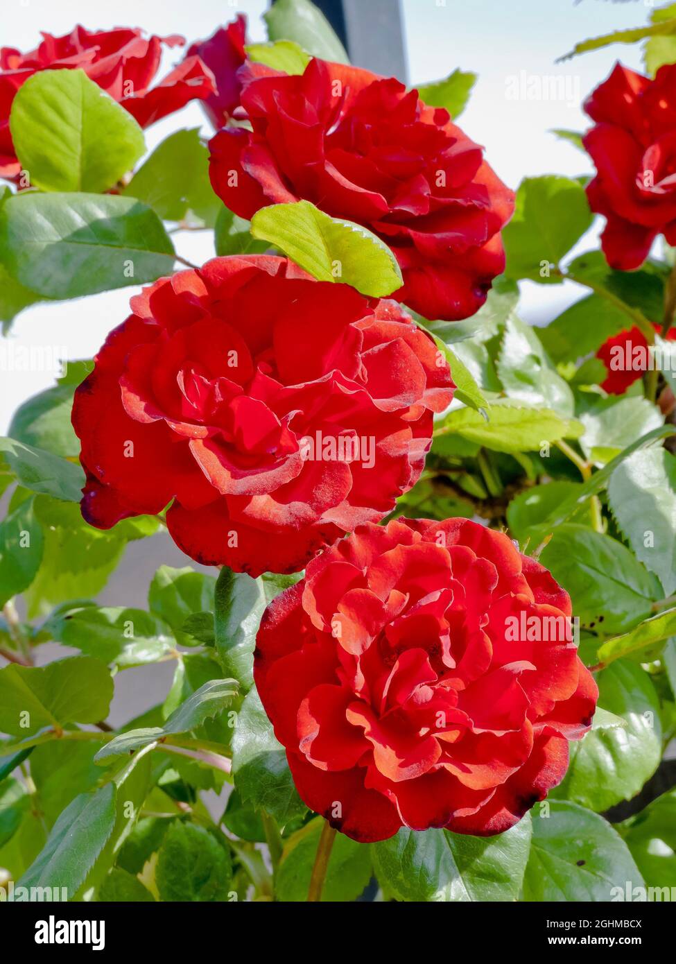 Rose tree 'Ruth Leuwerick' in bloom in a garden Stock Photo - Alamy