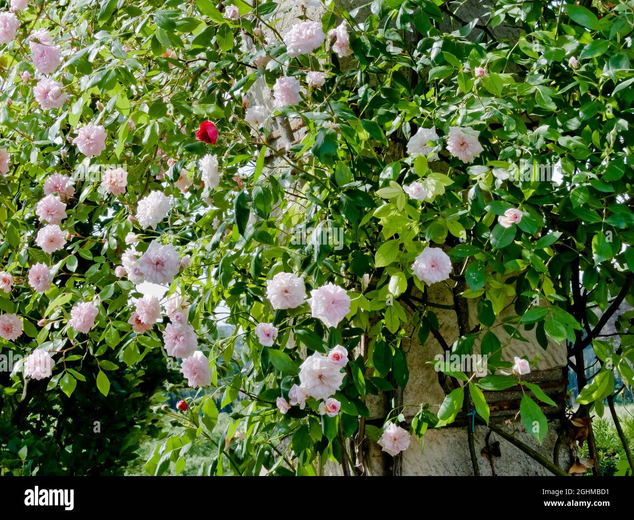 Rosa ?Cecile Brünner Climbing? Obtenteur : Hosp 1894 Stock Photo - Alamy
