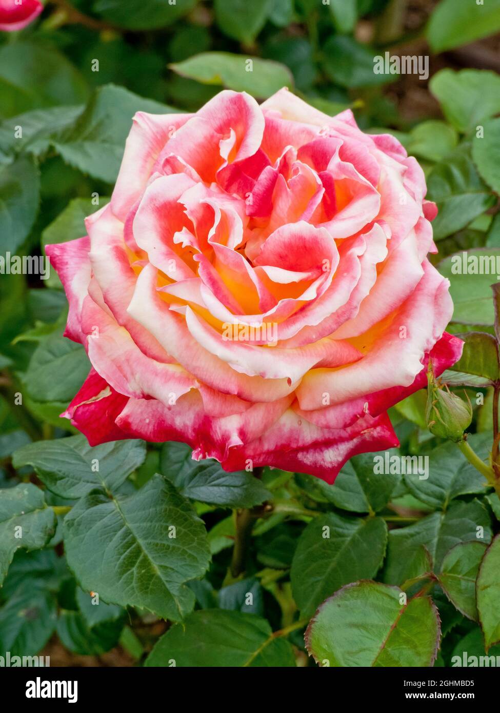 Rose tree 'Pullman Orient-Express' in bloom in a garden Stock Photo - Alamy