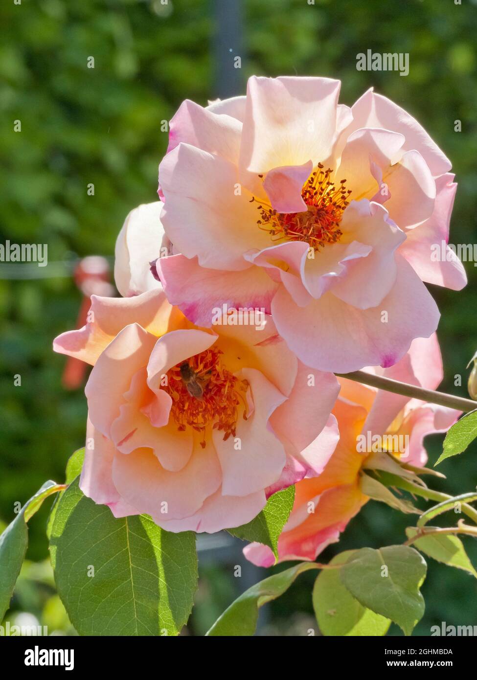 Rose tree 'Meg' in bloom in a garden Stock Photo - Alamy