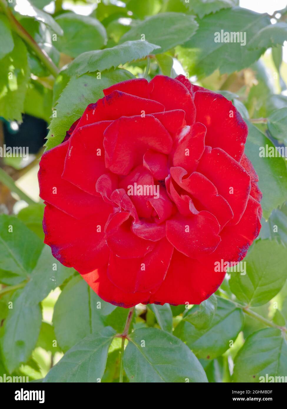Rose tree 'Ruth Leuwerick' in bloom in a garden Stock Photo - Alamy