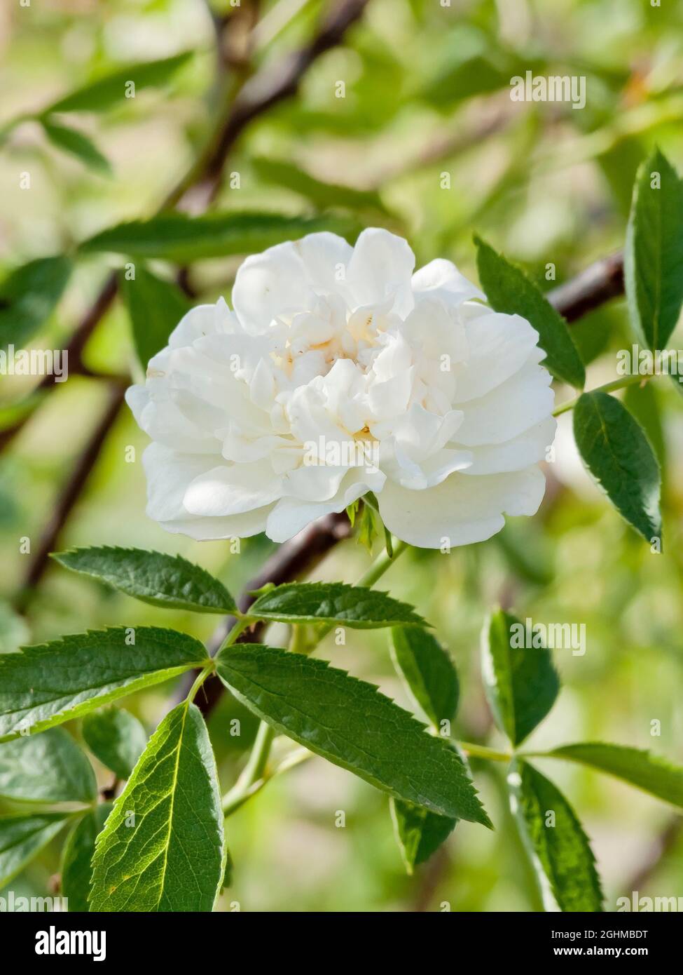 Rosa alba hi-res stock photography and images - Alamy
