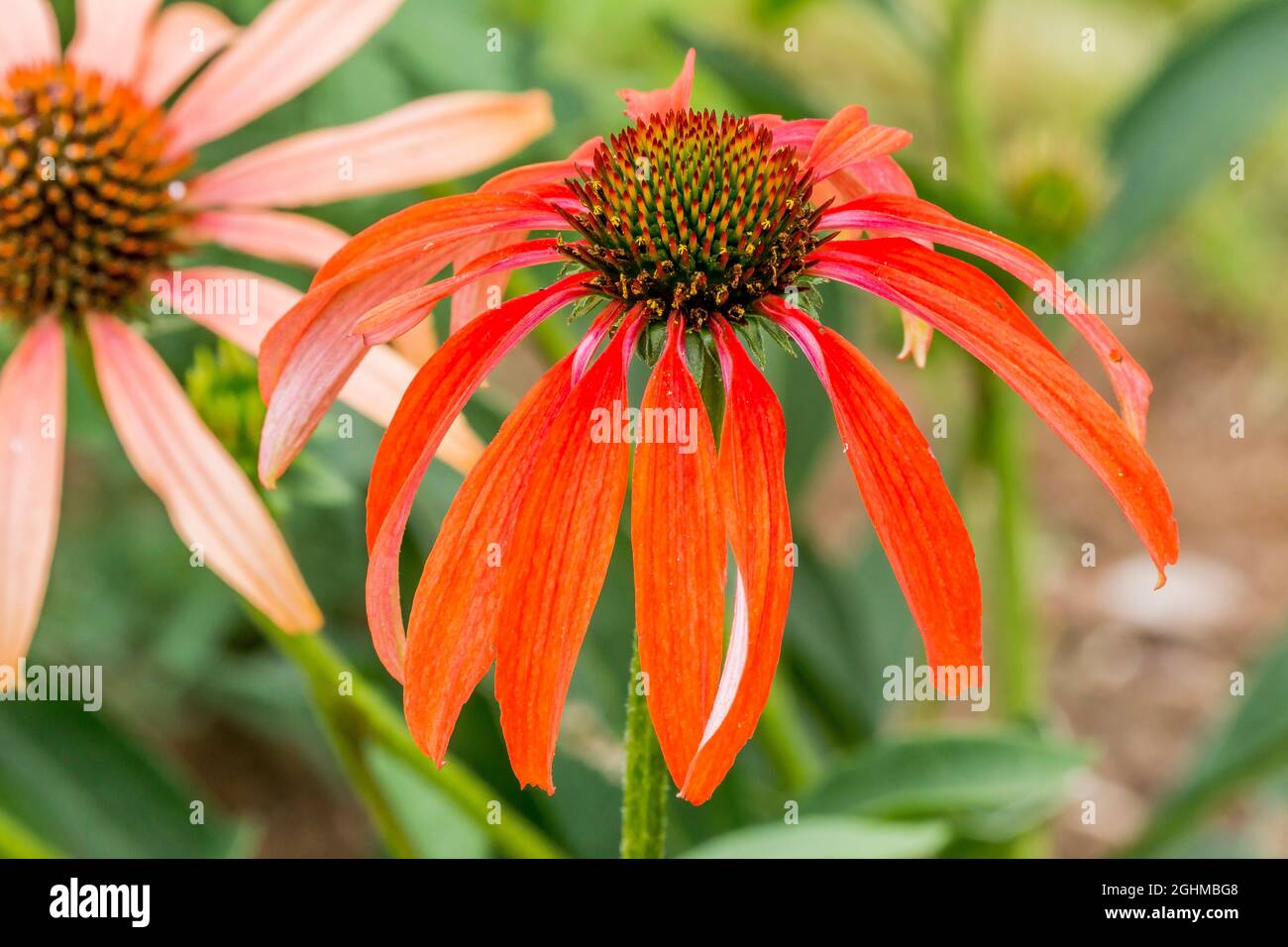 Echinacea purpurea 'Cheyenne Spirit' Stock Photo - Alamy