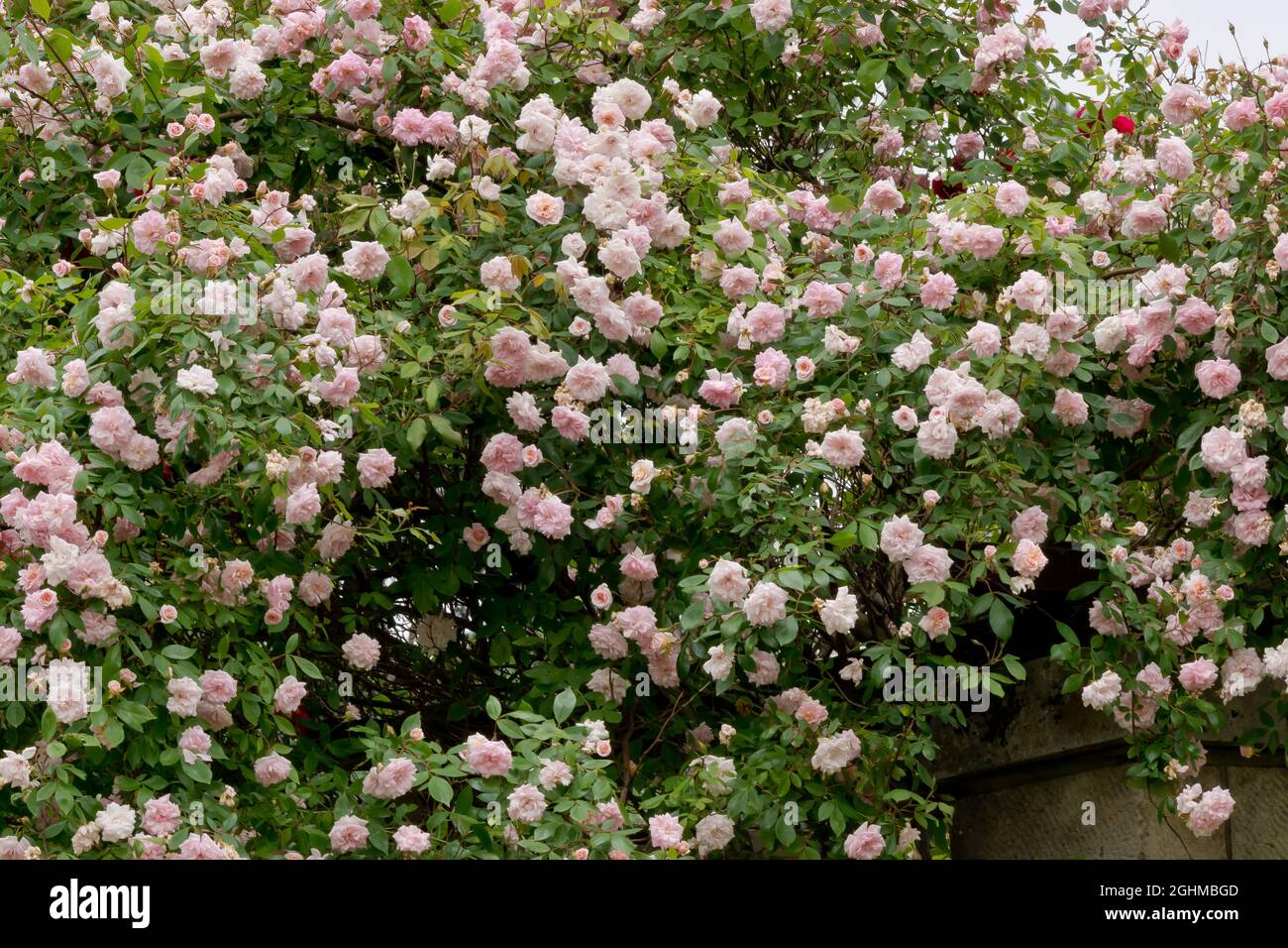 Rosa ?Cecile Brünner Climbing? Obtenteur : Hosp 1894 Stock Photo - Alamy