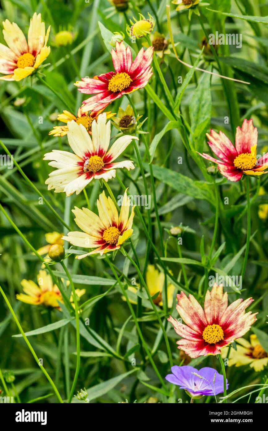 Coreopsis 'Cosmic Eye' Stock Photo - Alamy