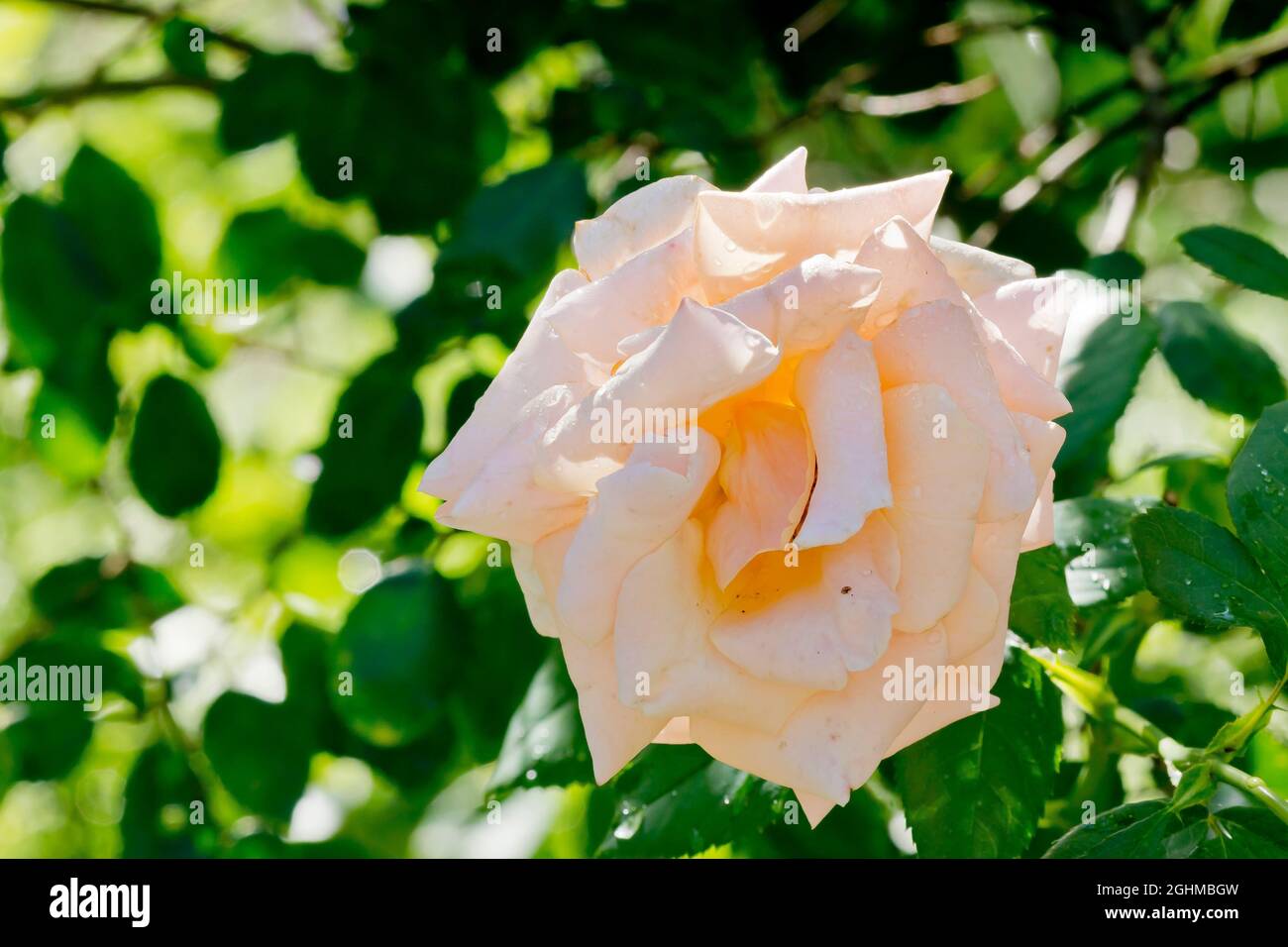 Rose tree 'Paul Ricard' in bloom in a garden Stock Photo - Alamy