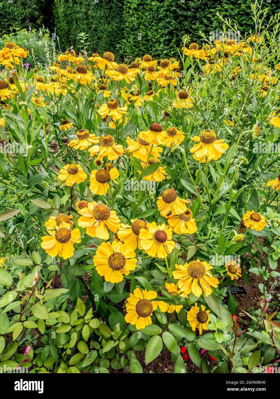 Fall Helenium High Resolution Stock Photography and Images - Alamy
