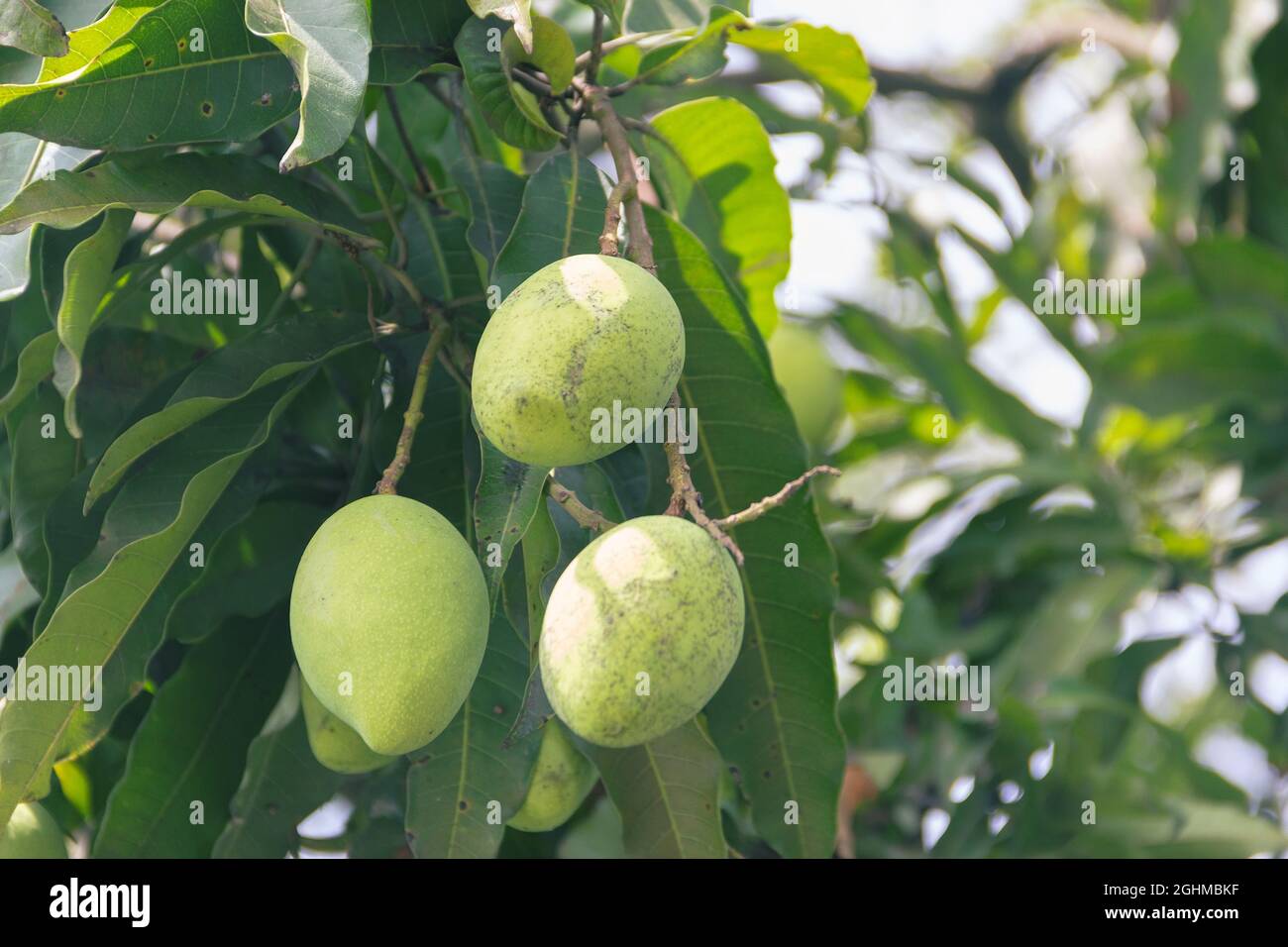 Mango tree mangifera indica blossom hi-res stock photography and images ...