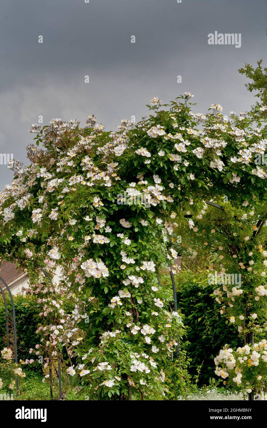 Rose toby hi-res stock photography and images - Alamy