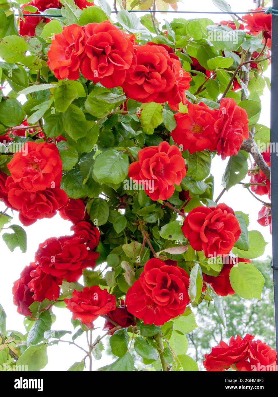 Rose tree 'Ruth Leuwerick' in bloom in a garden Stock Photo - Alamy