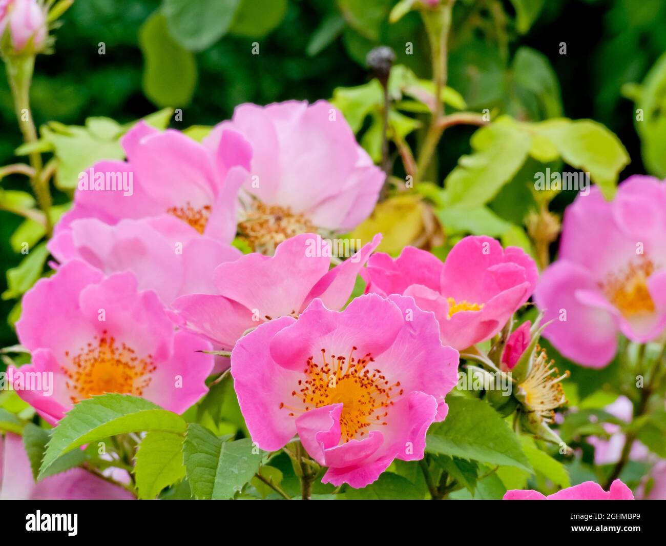 Complicata hi-res stock photography and images - Alamy