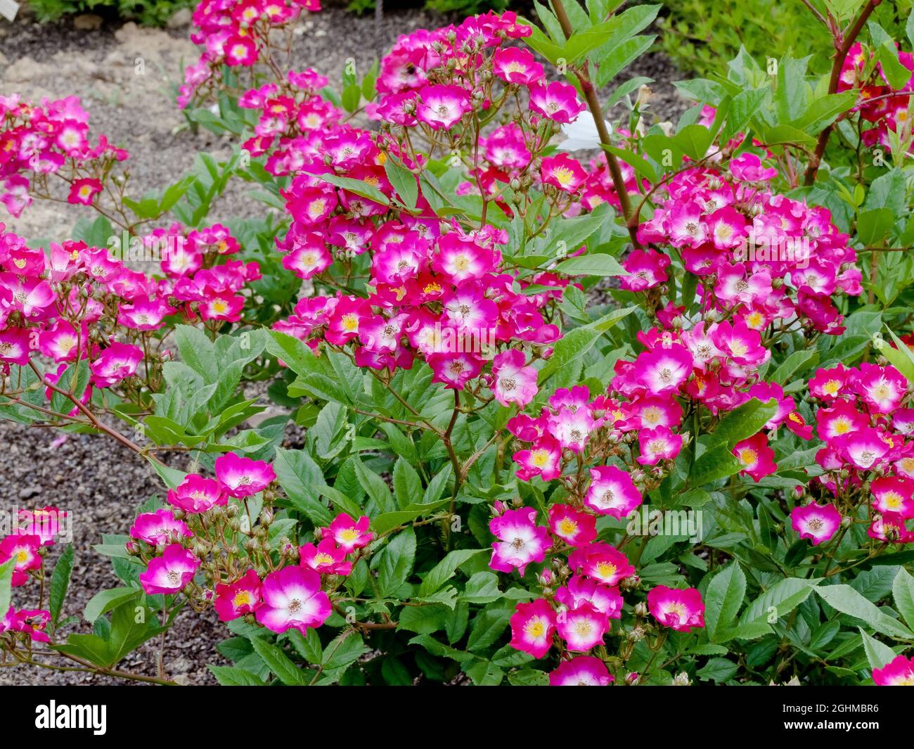 Rose tree 'Marjorie Fair' in bloom in a garden Stock Photo - Alamy