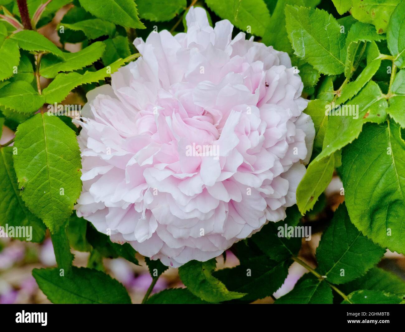 Rose tree'Jacques Cartier' in bloom in a garden Stock Photo - Alamy