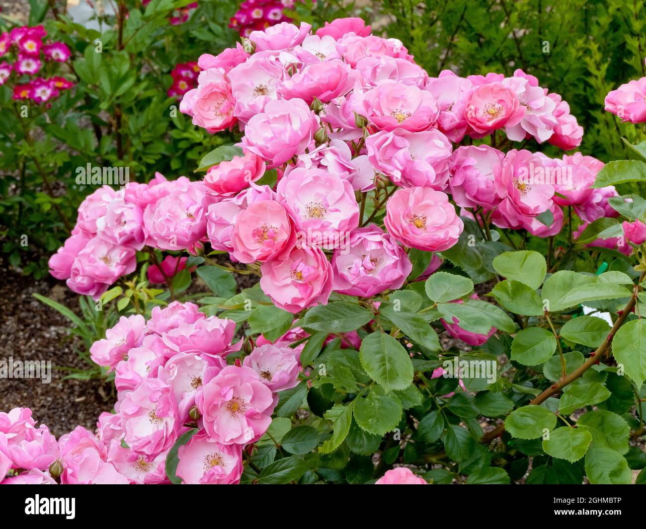 Rose tree 'Angela' in bloom in a garden Stock Photo - Alamy