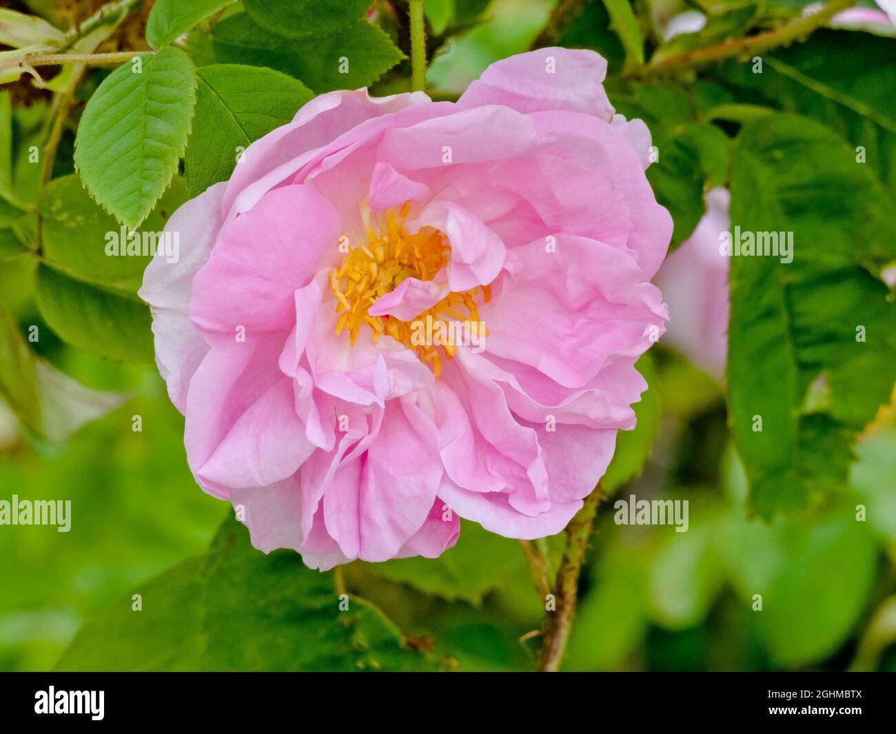 Gallic rose rosa gallica hi-res stock photography and images - Alamy