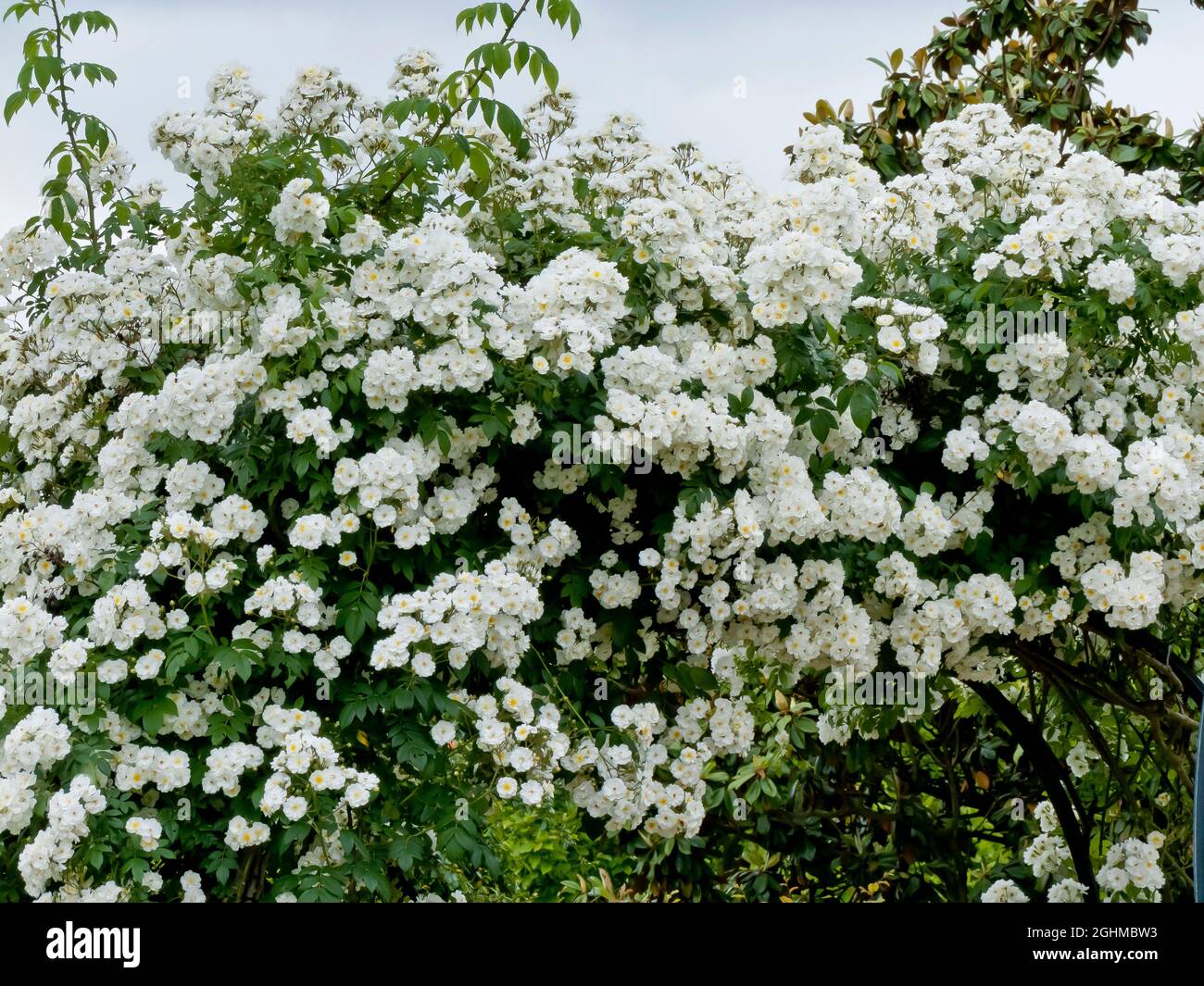 Rose tree 'Seagull' in bloom in a garden Stock Photo - Alamy