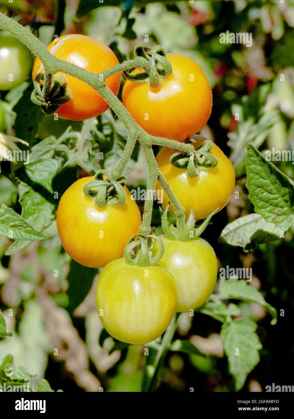 Tomate 'Cherry Ghost' Stock Photo - Alamy