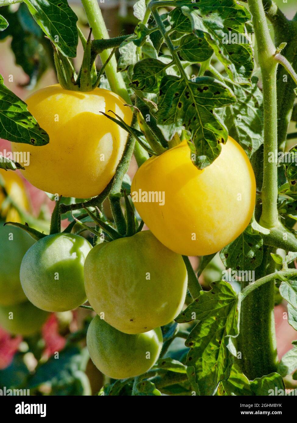 Tomate 'Lemon Ghost' Stock Photo - Alamy
