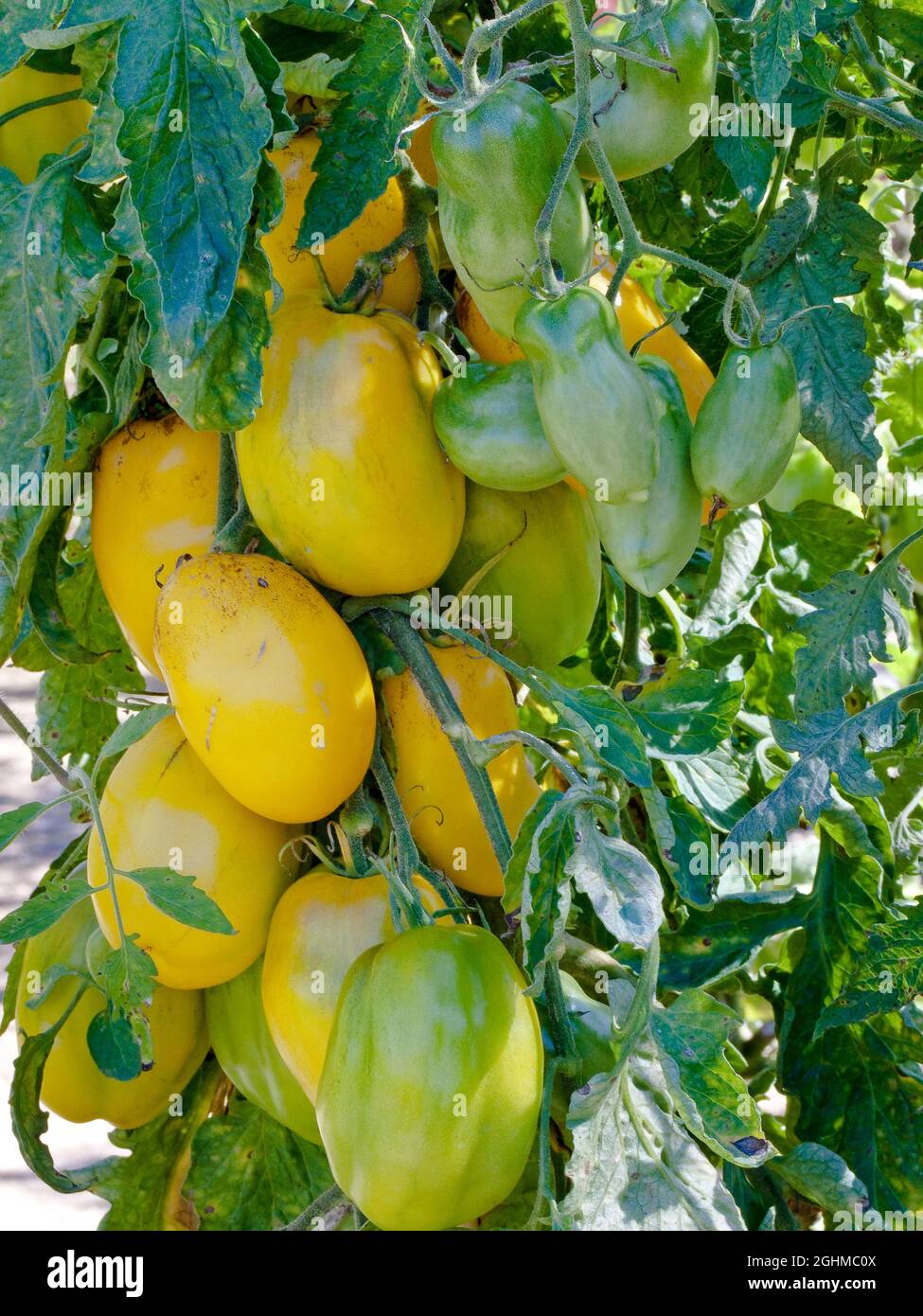 Tomate 'Golden Roma' Stock Photo - Alamy