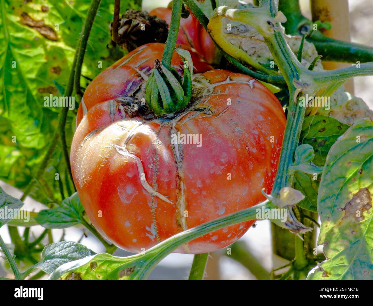 Tomate 'Watermelon Beefsteak' Stock Photo - Alamy