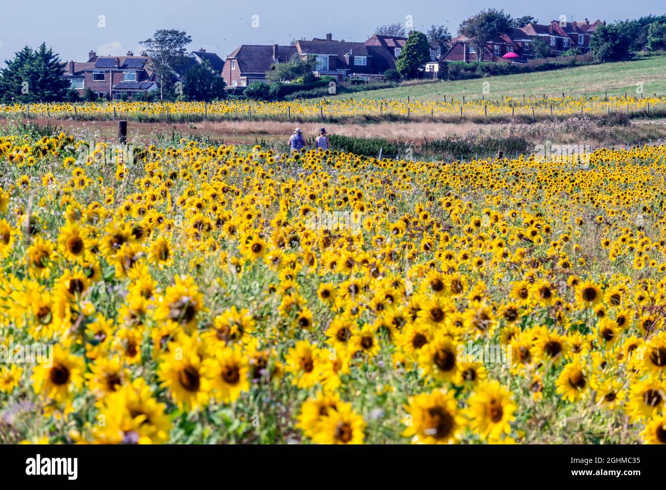 Brighton, September 6th 2021: Sunflowers in bloom on the outskirts of ...