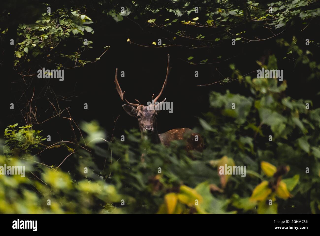 Fallow Deer Stag through a gap in the forest Stock Photo - Alamy