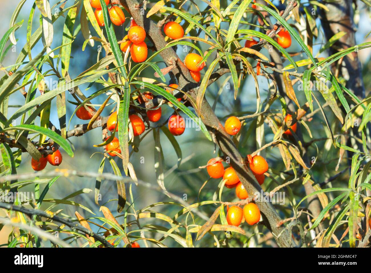 Wilde Sea buckthorn (Hippophae rhamnoides) in the north of Europe ...