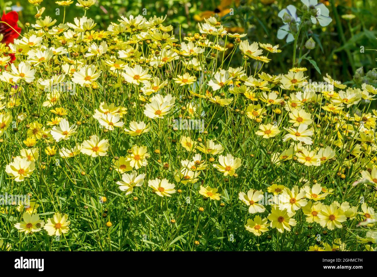 Coreopsis verticillata 'Full Moon' Stock Photo - Alamy