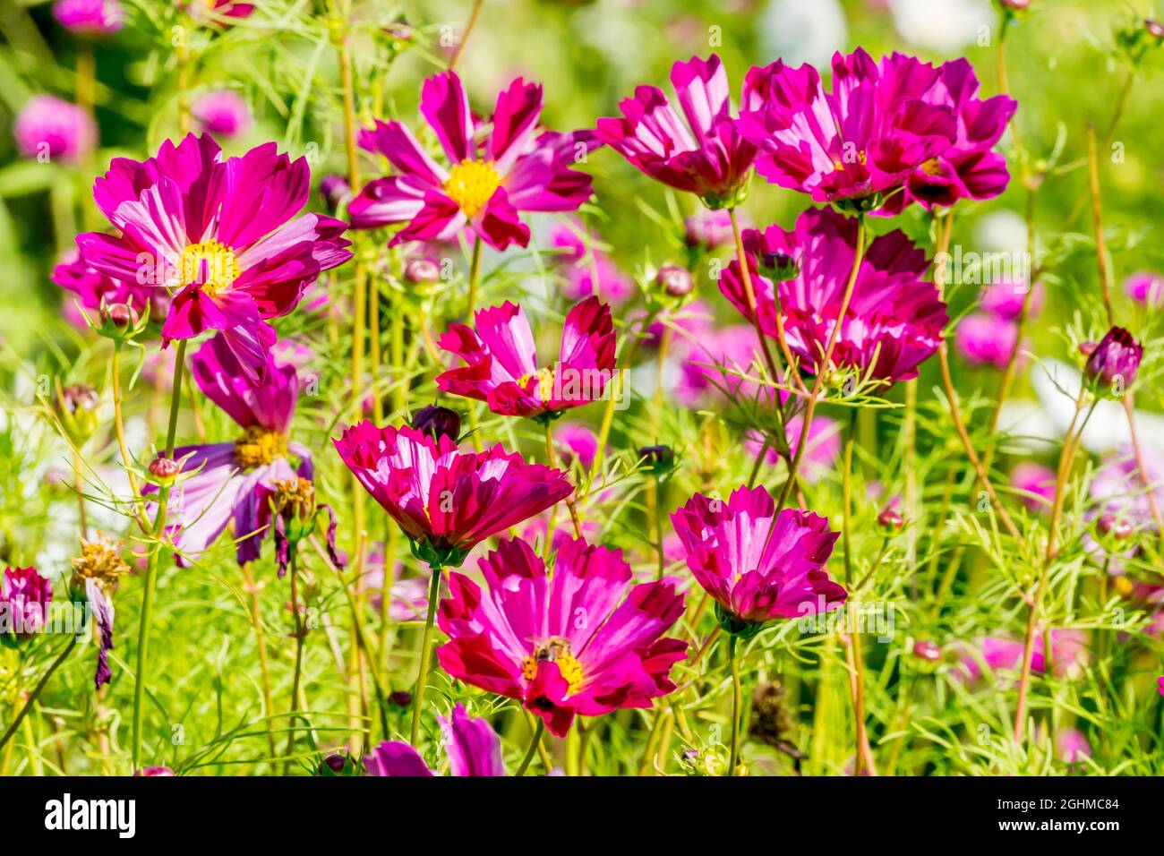 Cosmos bipinnatus 'Pied Piper Red' Stock Photo - Alamy