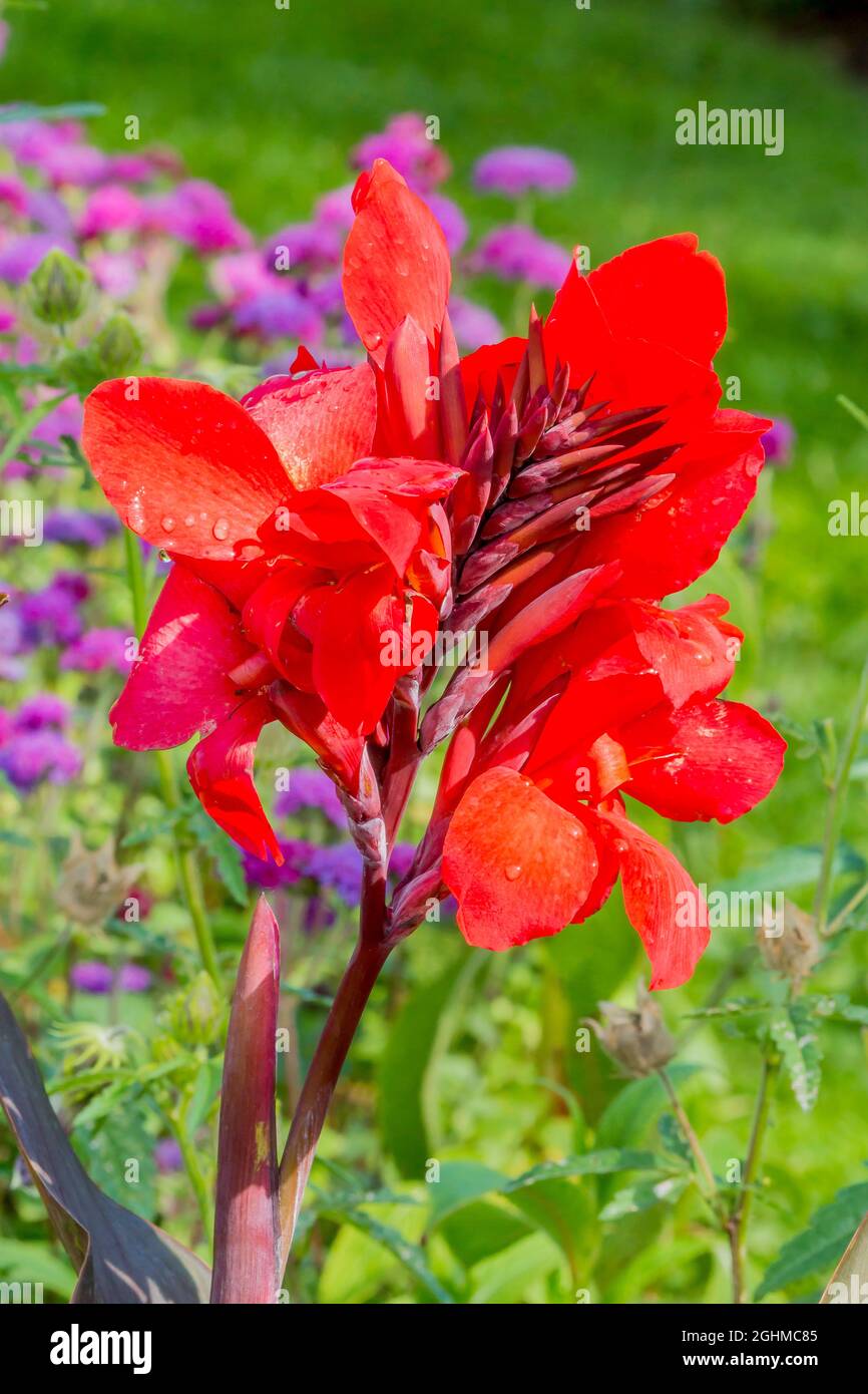 Canna generalis Cannova 'Bronze Scarlet' F1 Stock Photo - Alamy