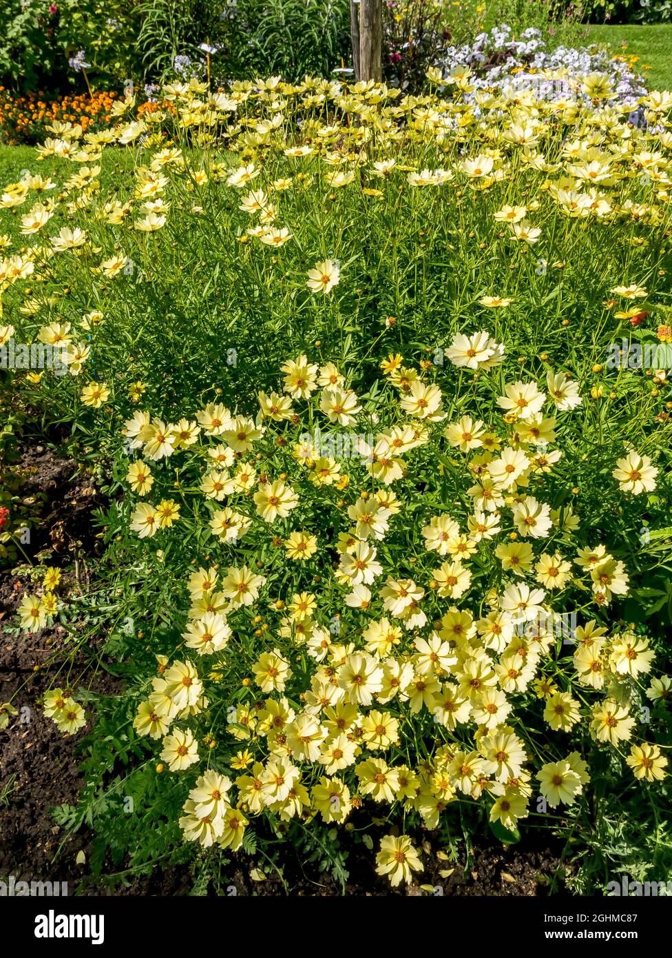 Coreopsis verticillata 'Full Moon' Stock Photo - Alamy