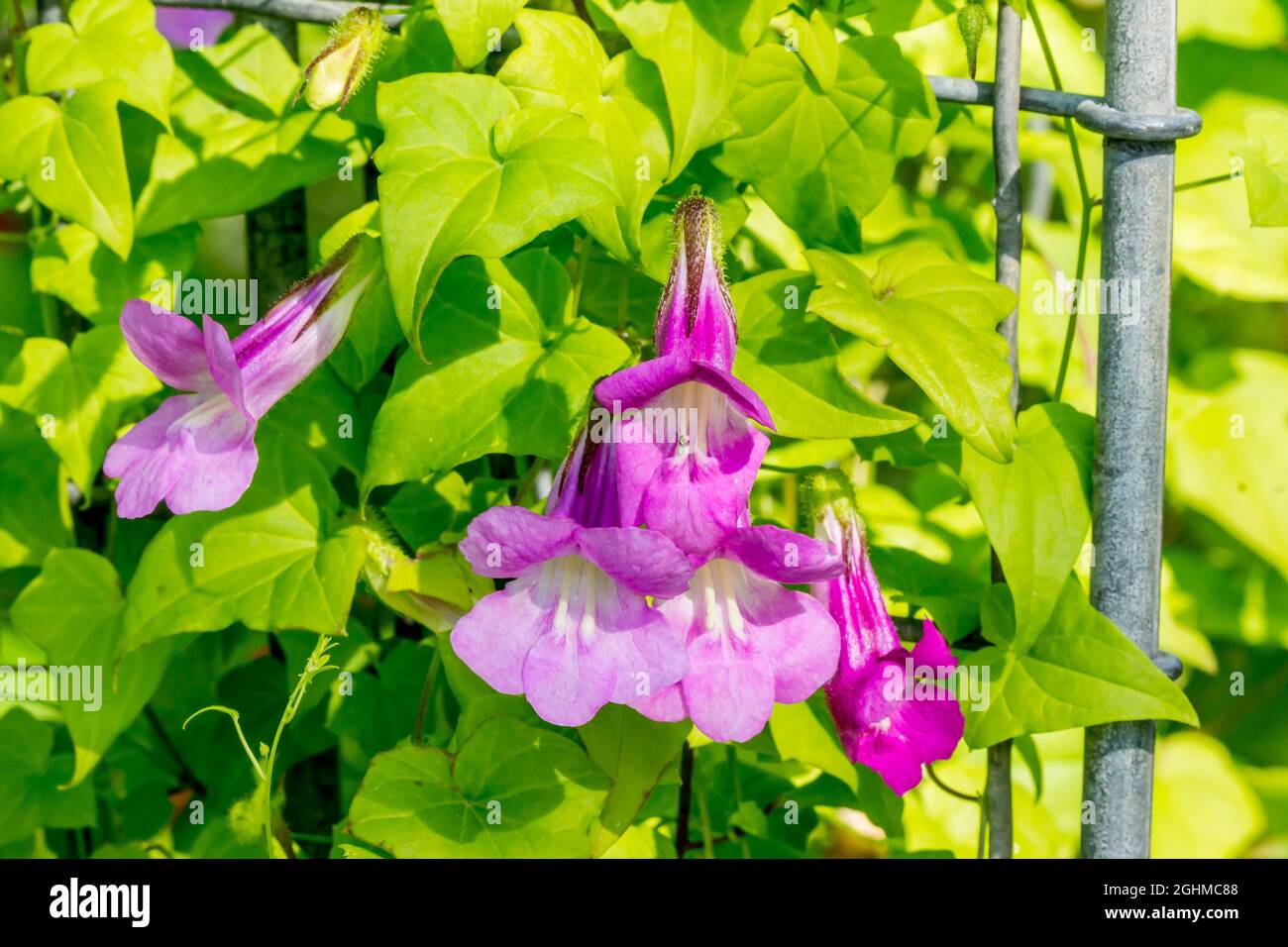 Maurandya barclayana 'Angel Rose Tendre' Stock Photo - Alamy