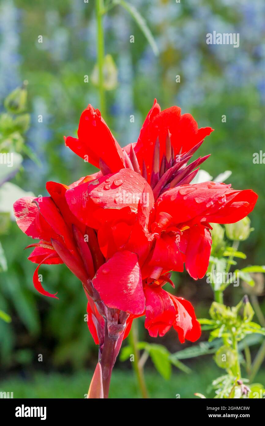 Canna generalis Cannova 'Bronze Scarlet' F1 Stock Photo - Alamy