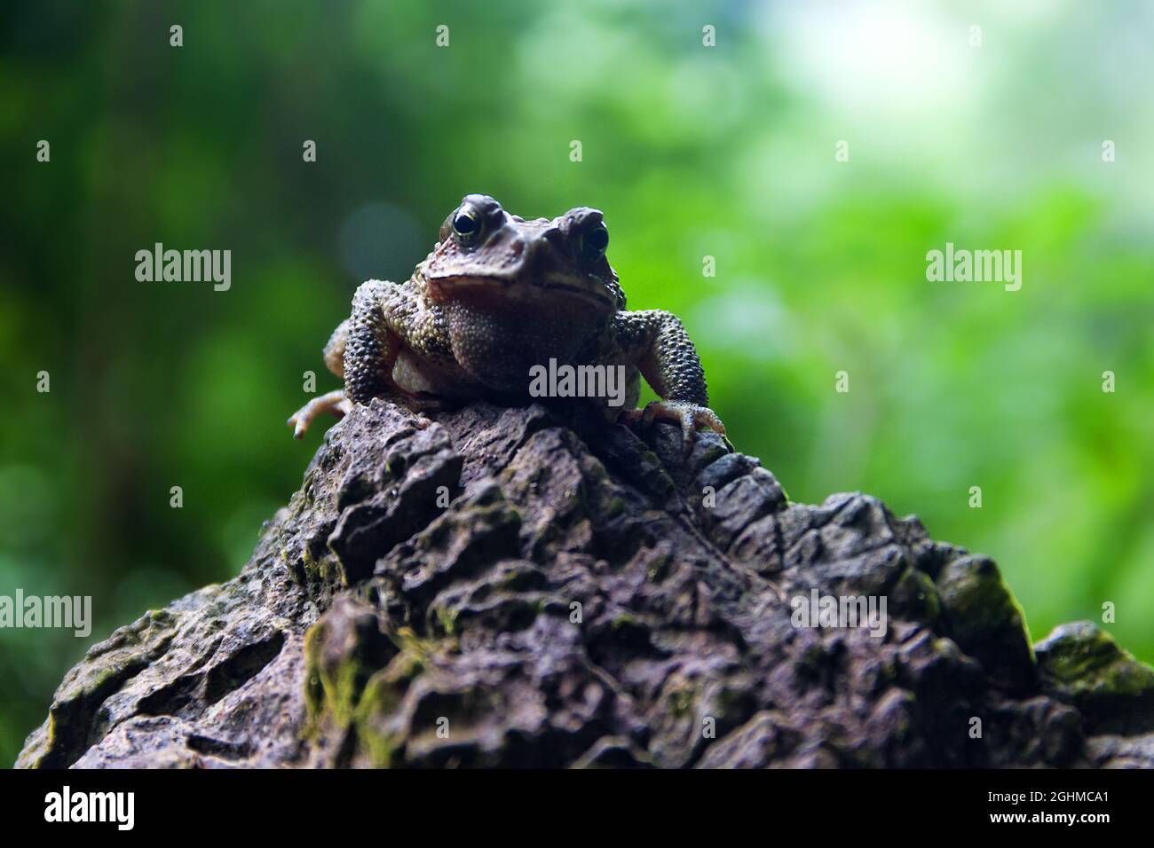 South Asian garden toad (Bufo melanostictus) in Vietnam rain forest ...