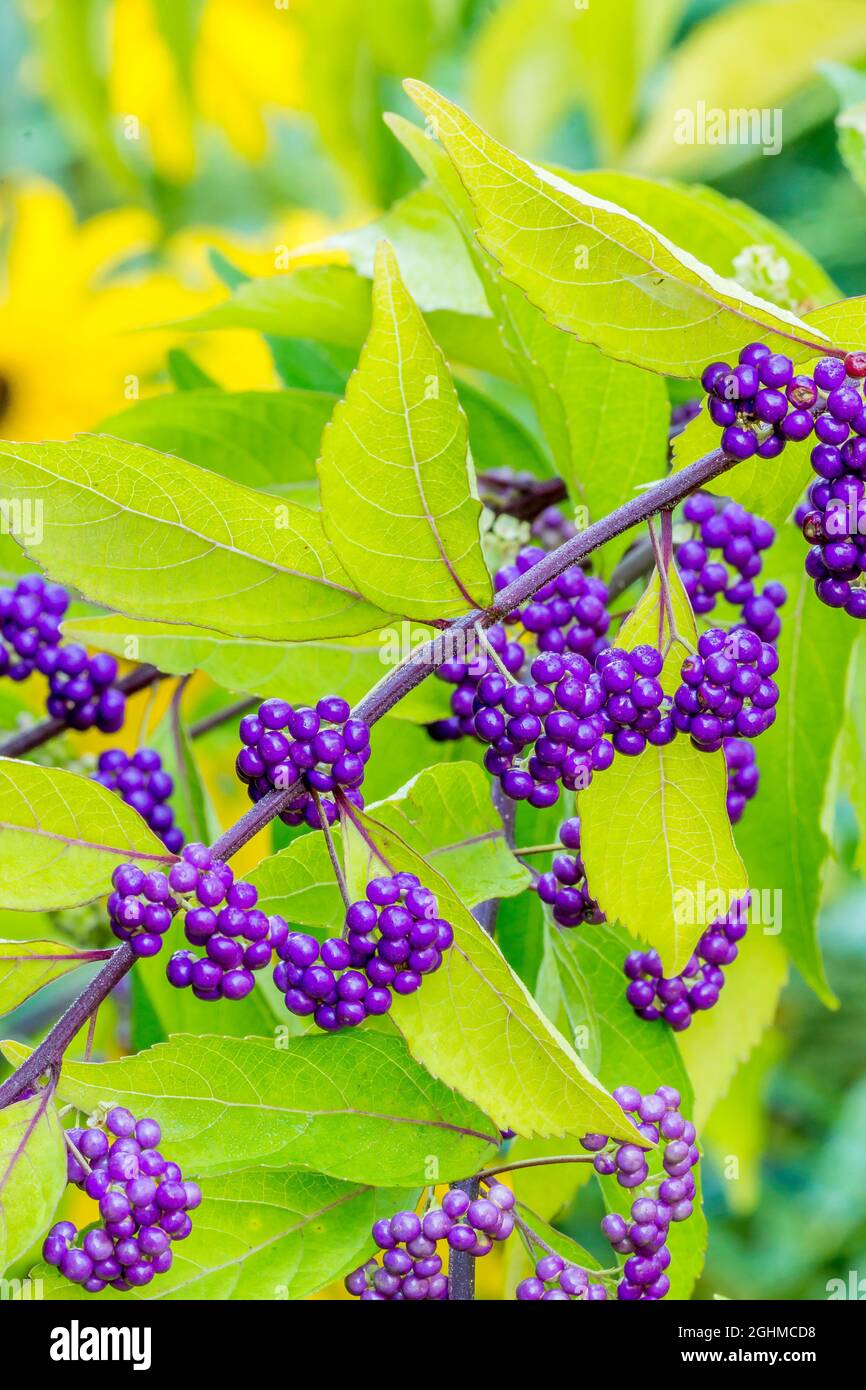 Callicarpa dichotoma 'Issai' Stock Photo - Alamy