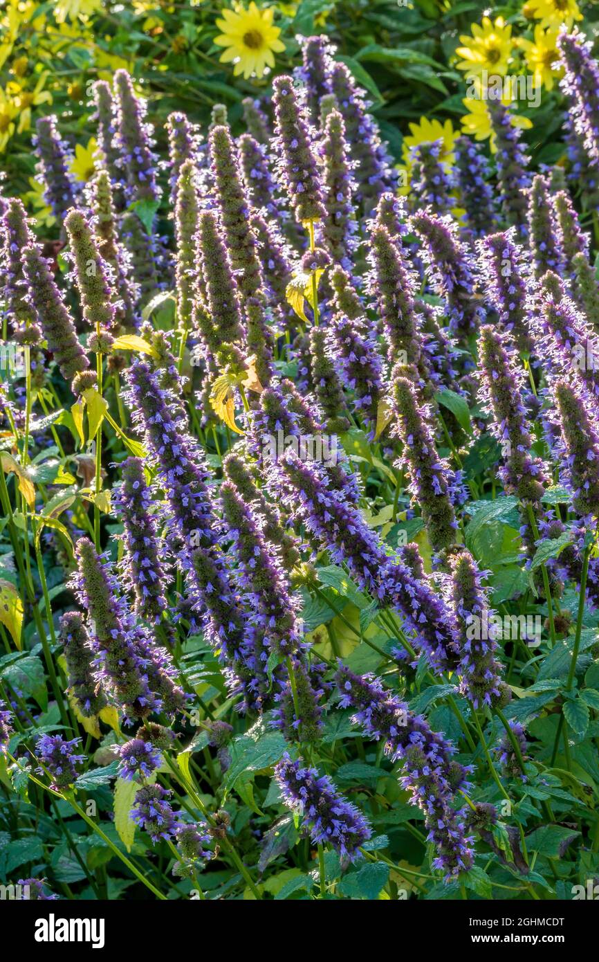 Agastache foeniculum 'Alabaster' Stock Photo - Alamy