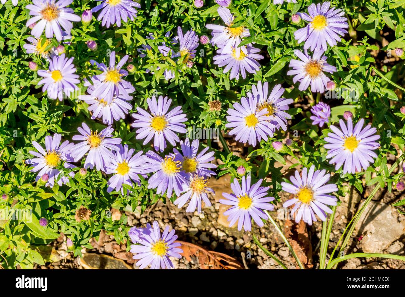 Aster pyrenaeus ?Lutetia Stock Photo - Alamy