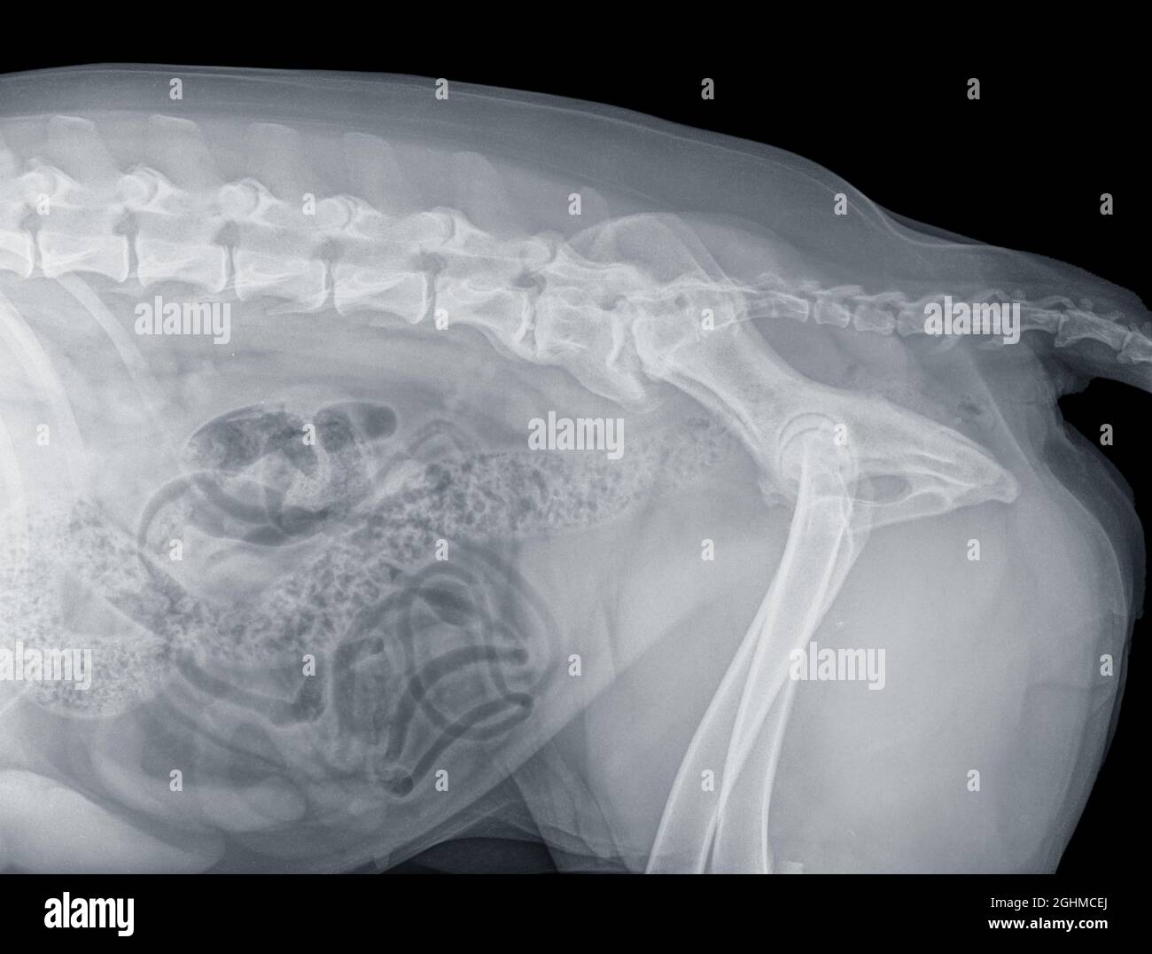 Digital x-ray of the hindquarters of a large dog. The intestinal loops ...