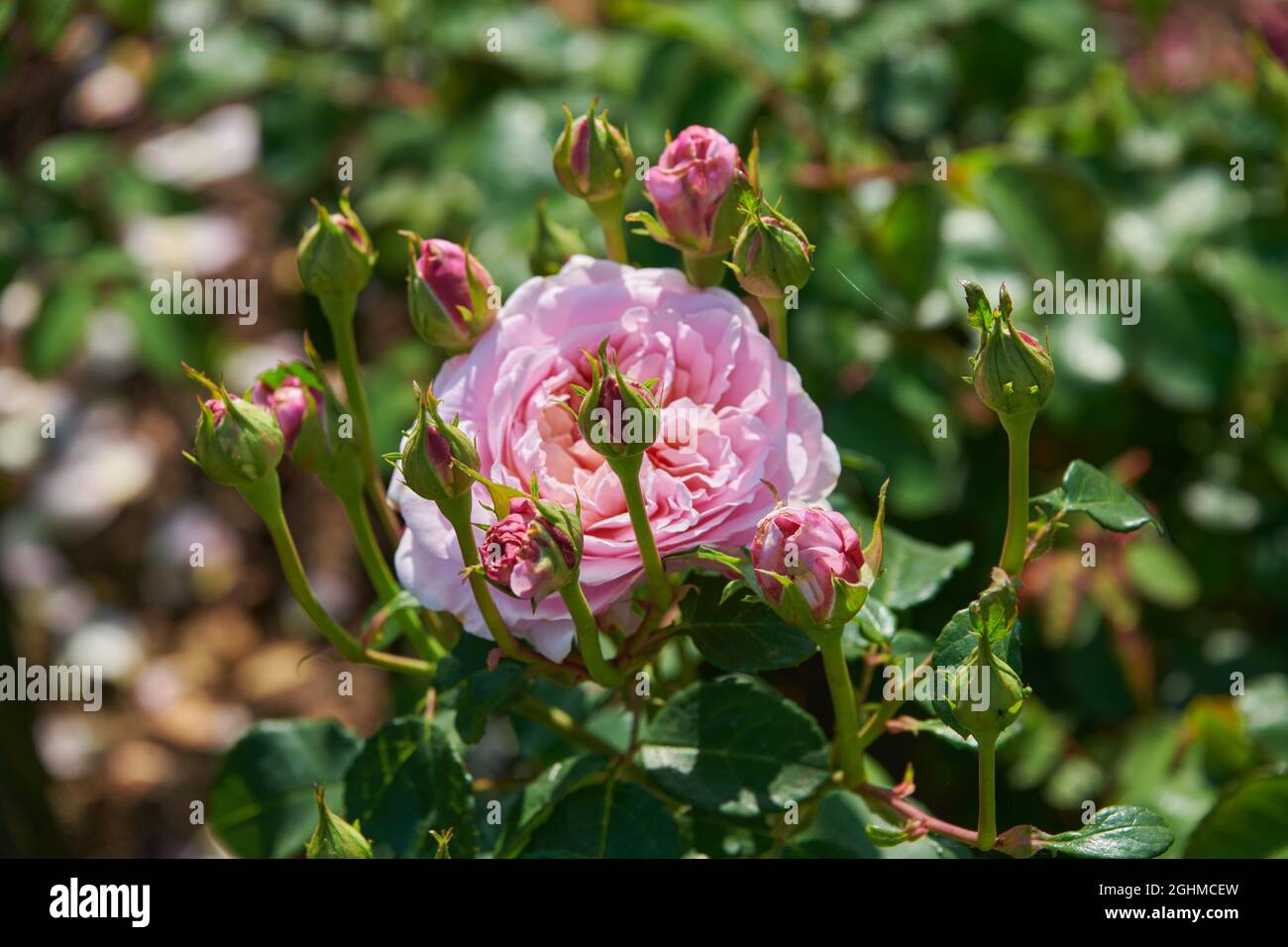 Views of David Austin Roses David Austin Roses, Bowling Green Lane ...