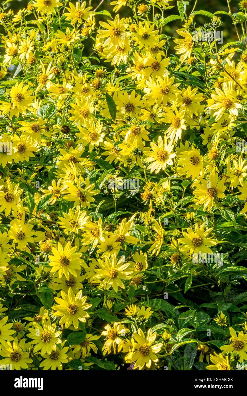 Helianthus 'Lemon Queen' Stock Photo - Alamy
