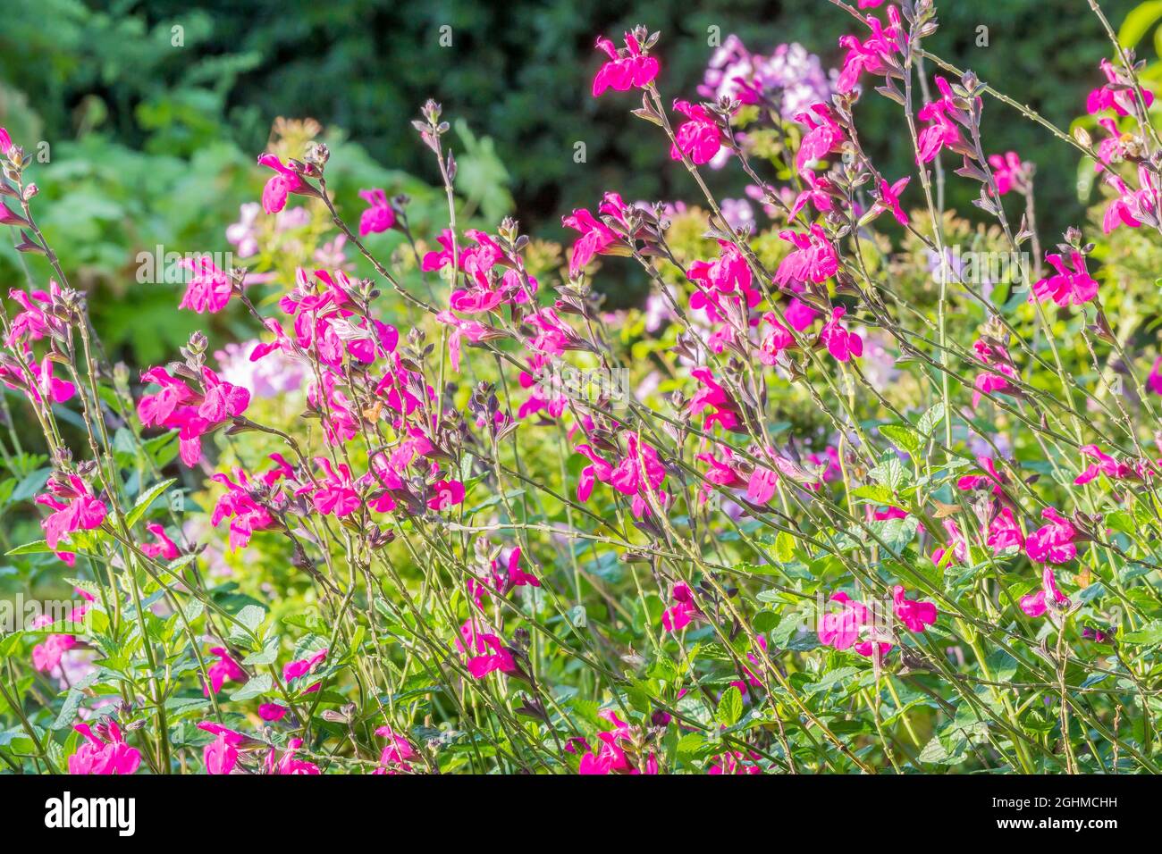 Gaura sp hi-res stock photography and images - Alamy