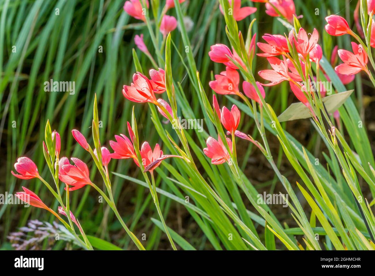 Schizostylis coccinea 'Major' Stock Photo - Alamy